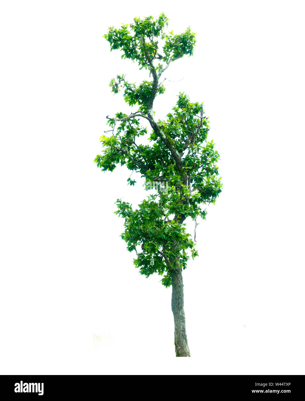 Green mountain valley in summer Cut Out Stock Images & Pictures - Alamy