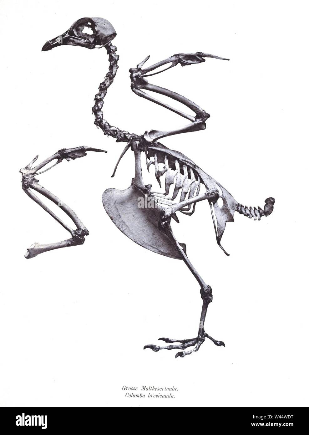 Brevicauda hi-res stock photography and images - Alamy