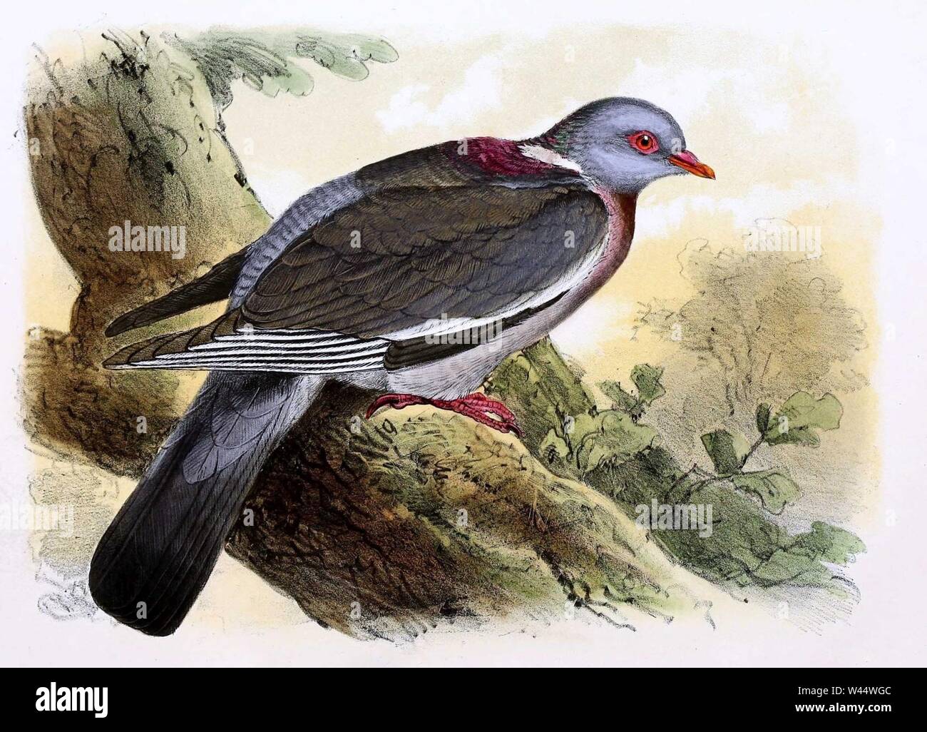 Columba palumbus 1869 Stock Photo - Alamy