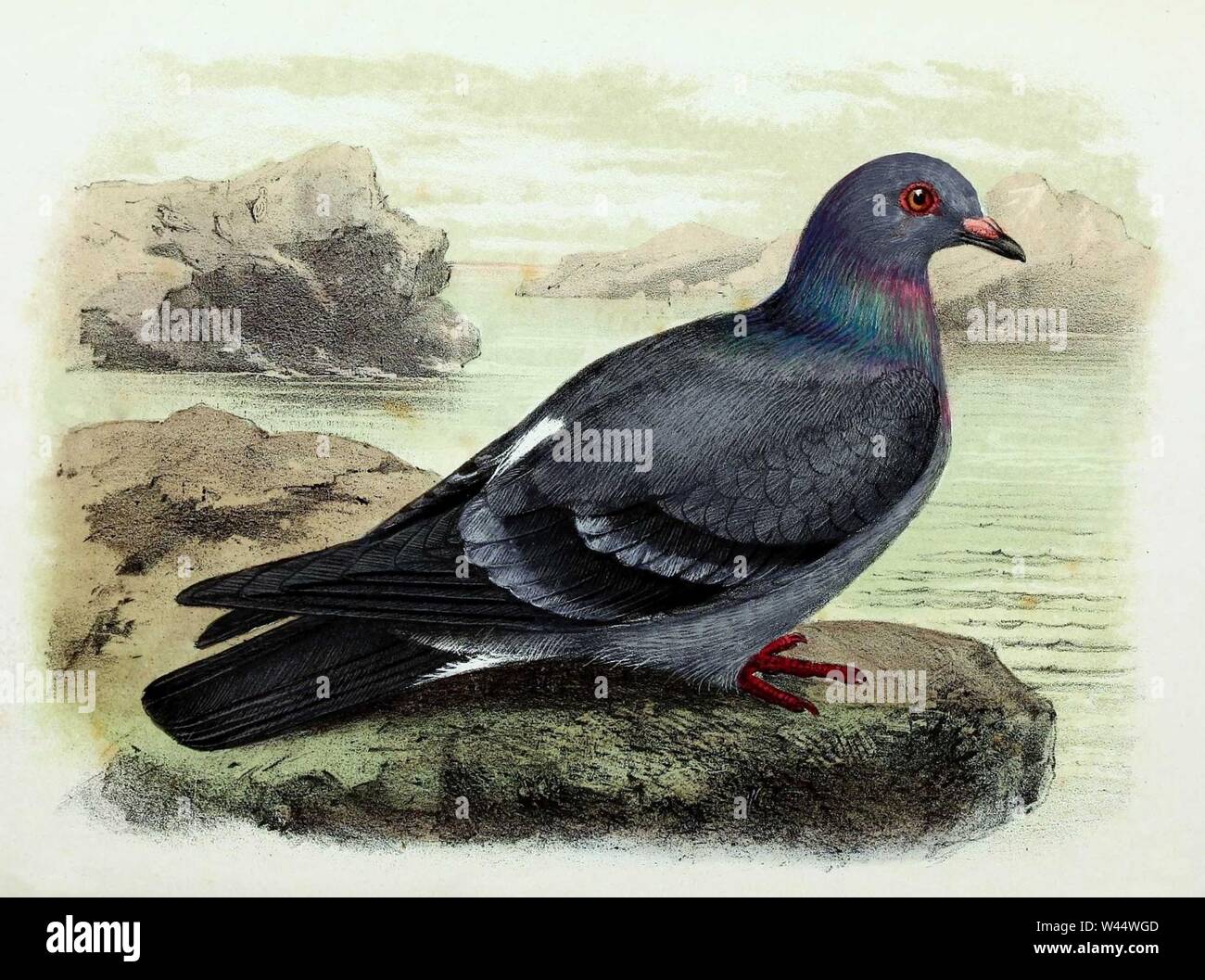 Columba livia 1873 Stock Photo - Alamy