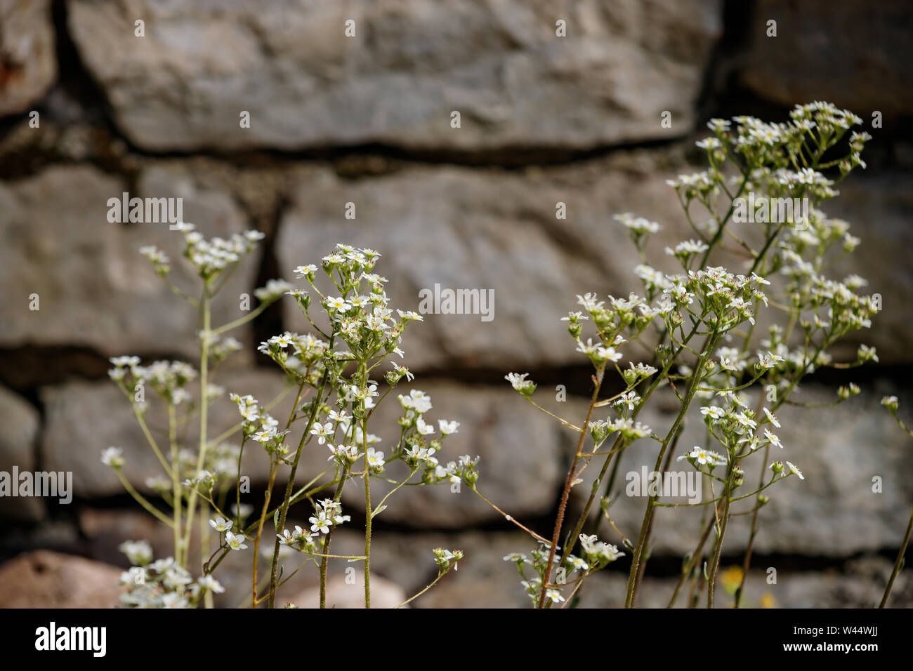 Stone wall and small white flowers, suitable for background Stock Photo ...