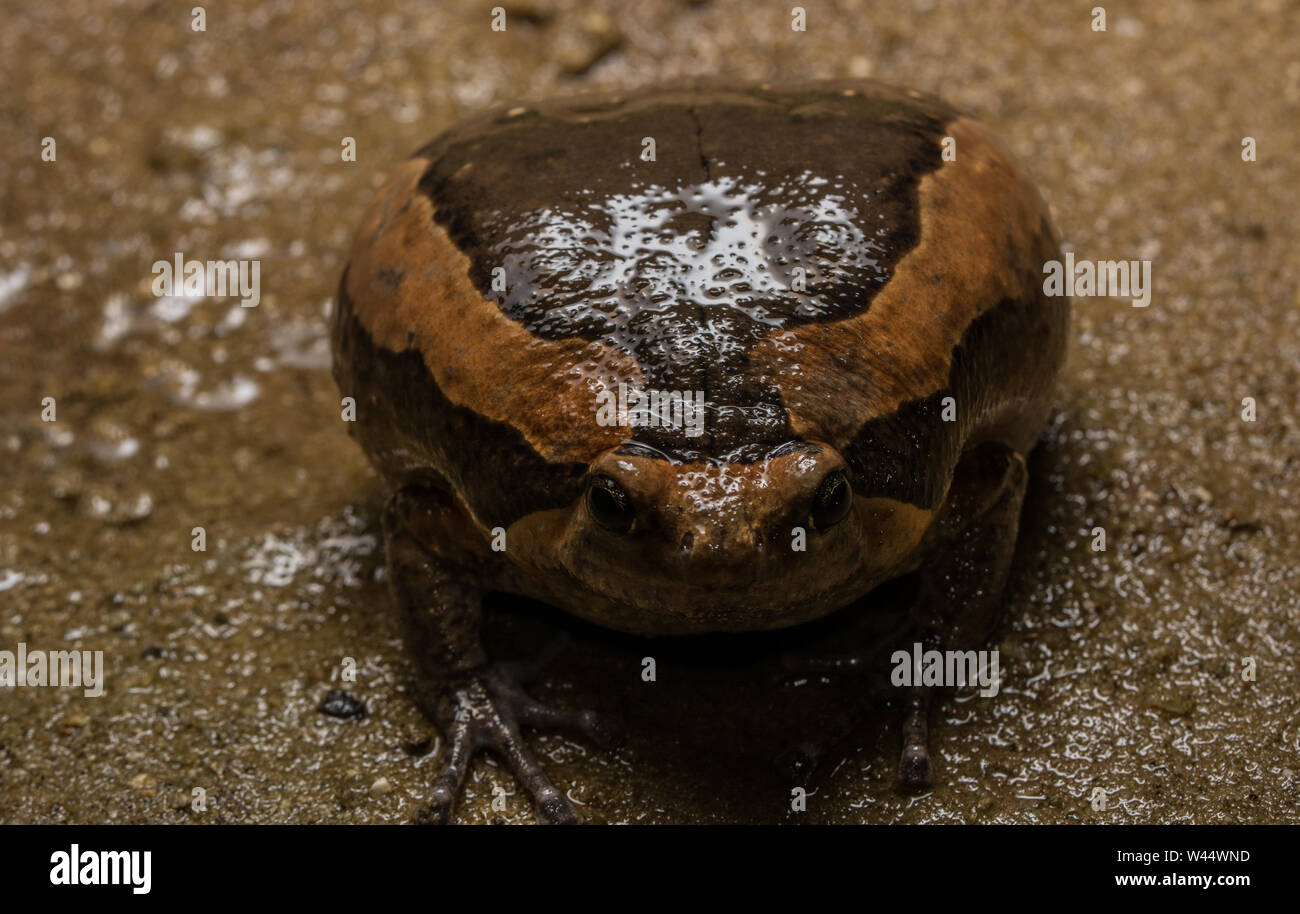 Banded bullfrog hi-res stock photography and images - Alamy
