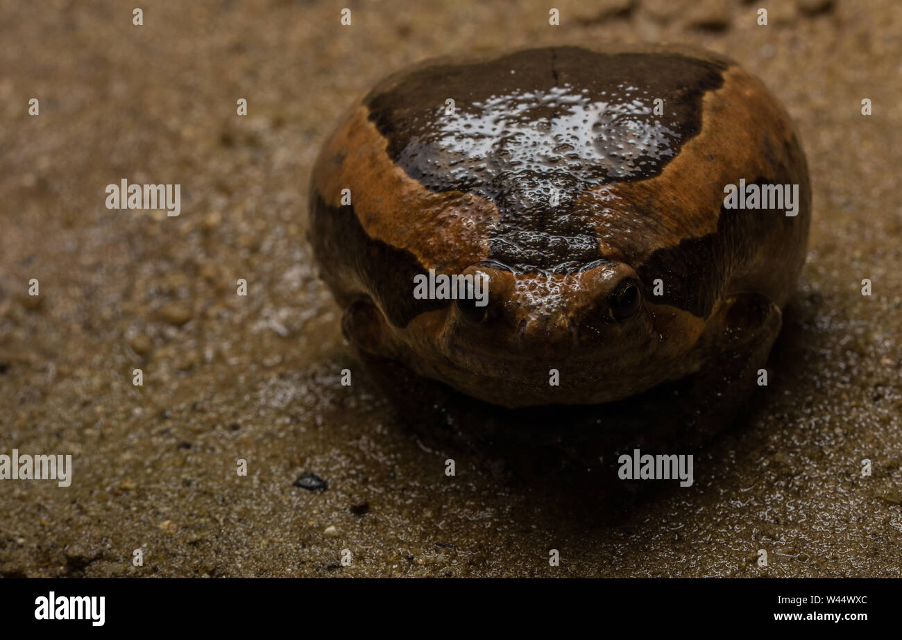 Banded Bullfrog (Kaloula pulchra) from Hong Kong, Hong Kong Stock Photo ...
