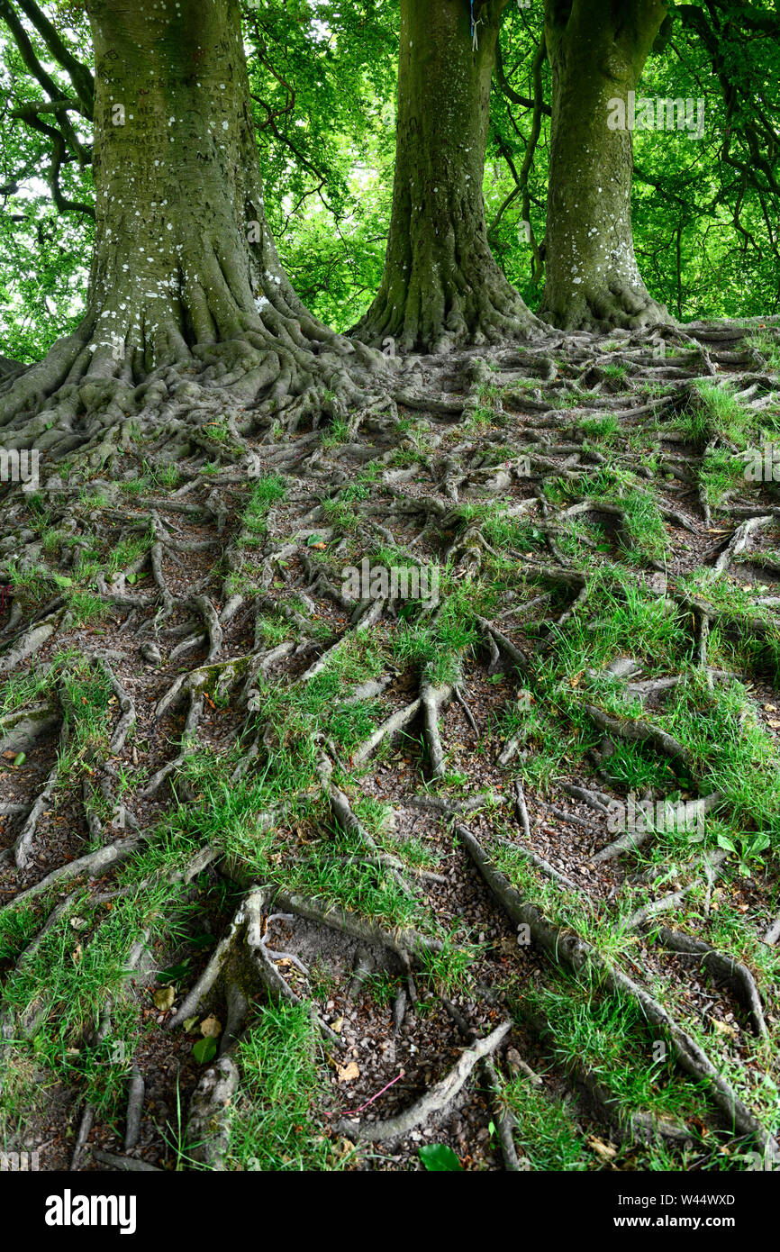 Three old Beech trees with trunks etched with names and used as wishing ...
