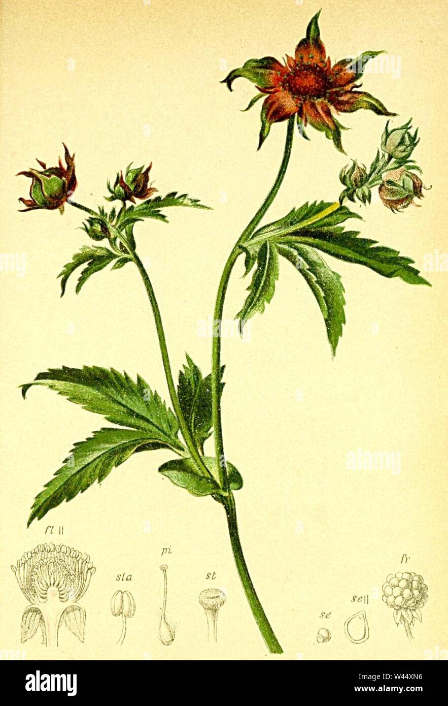 Comarum palustre Atlas Alpenflora Stock Photo - Alamy