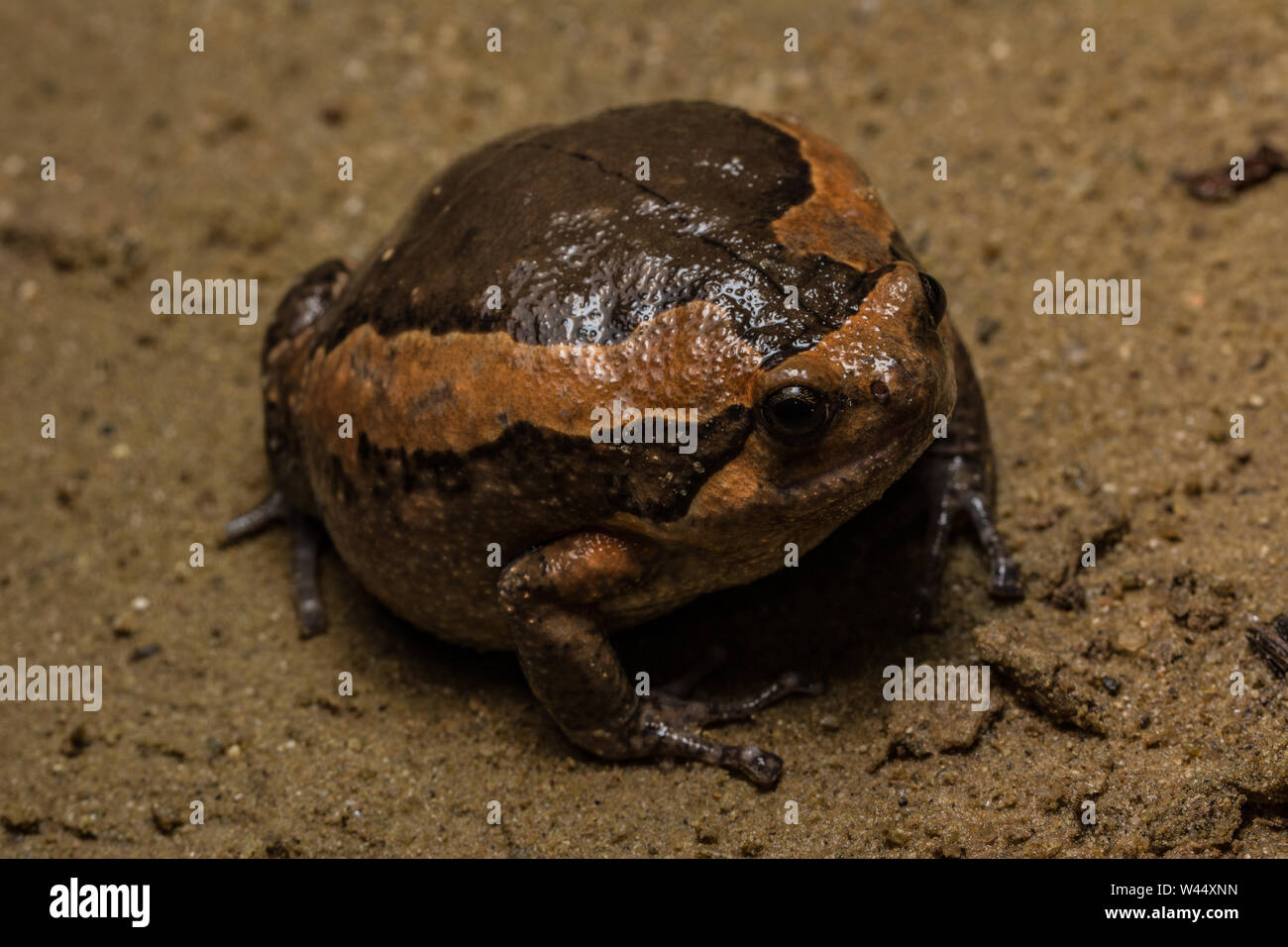Banded bullfrog hi-res stock photography and images - Alamy