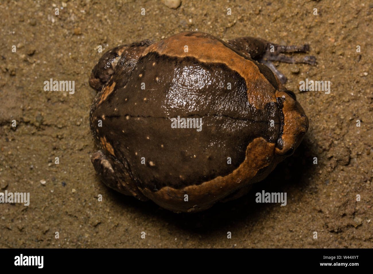 Banded Bullfrog (Kaloula pulchra) from Hong Kong, Hong Kong Stock Photo ...