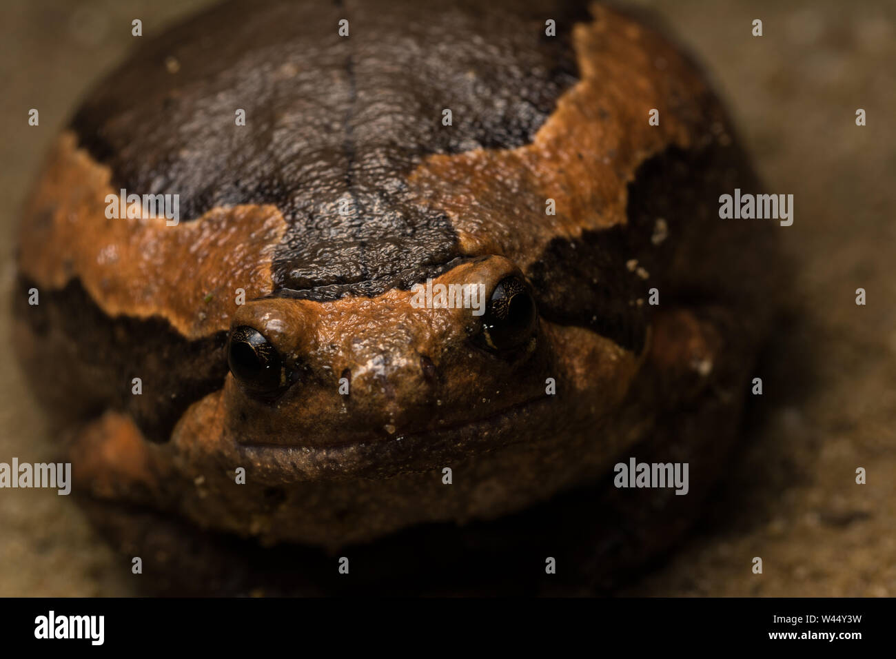 Banded Bullfrog (Kaloula pulchra) from Hong Kong, Hong Kong Stock Photo ...