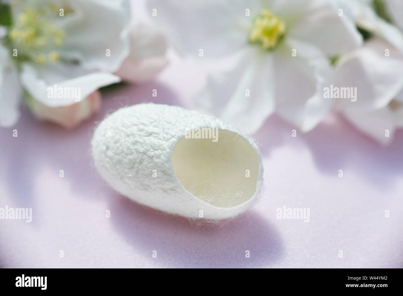 Empty cocoon hi-res stock photography and images - Alamy