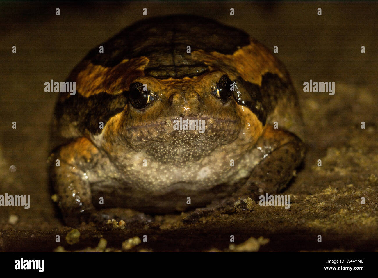 Banded bullfrog hi-res stock photography and images - Alamy
