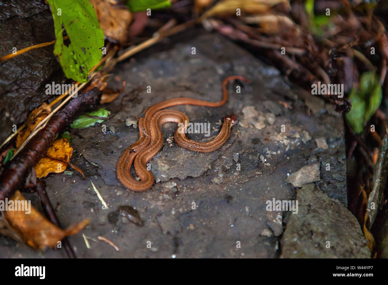 A closeup view of a small brownsnake beneath vegetation in woodland ...