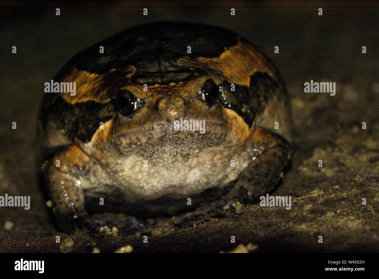 Banded bullfrog hi-res stock photography and images - Alamy