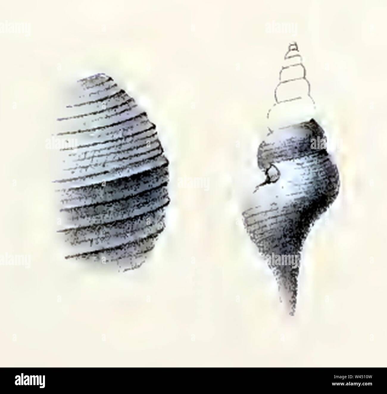 Rotundata hi-res stock photography and images - Alamy