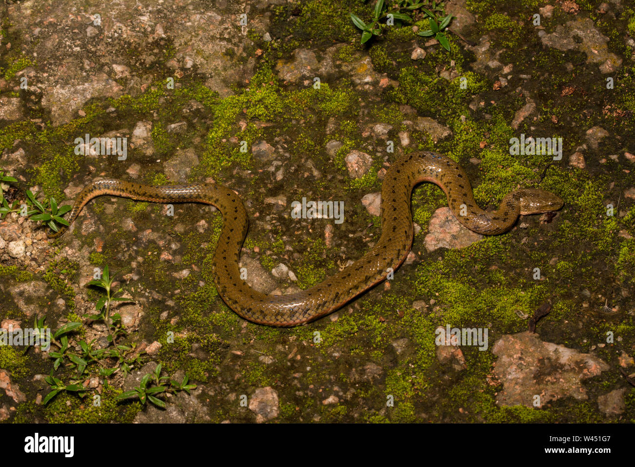 Enhydris Chinensis High Resolution Stock Photography and Images - Alamy