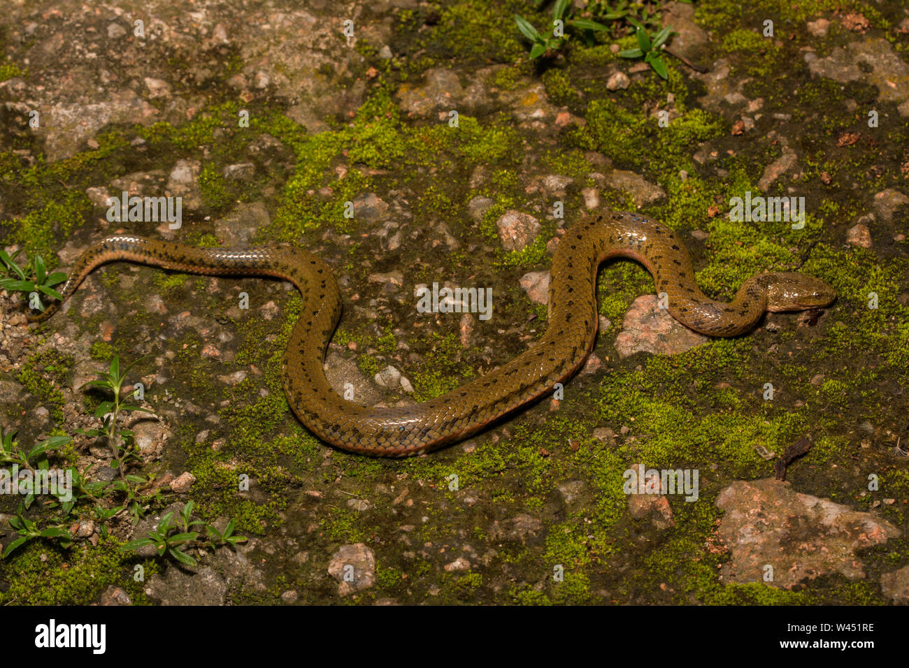 Enhydris chinensis hi-res stock photography and images - Alamy