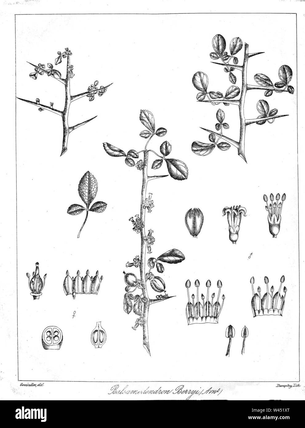 Commiphora Black and White Stock Photos & Images - Alamy