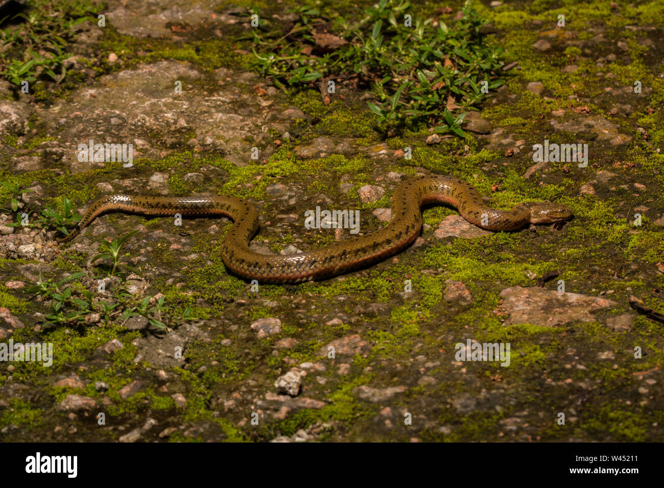 Chinese Watersnake (Enhydris chinensis) from Hong Kong, Hong Kong Stock ...