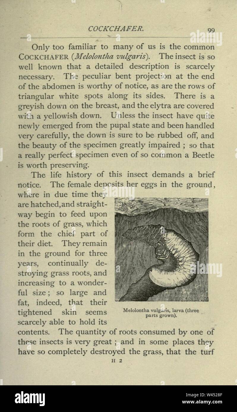 Common British insects selected from the typical beetles, moths, and ...