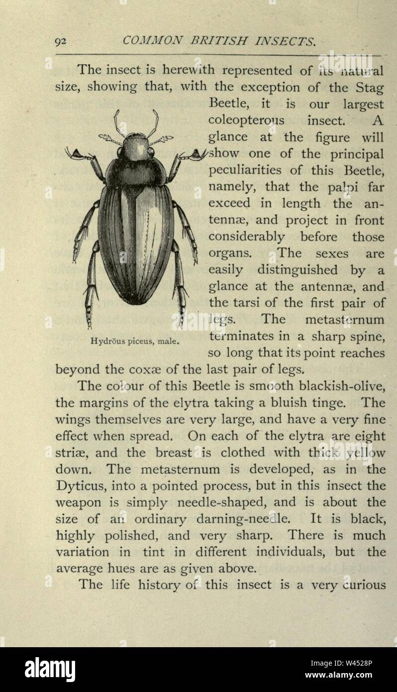 Common British insects selected from the typical beetles, moths, and ...