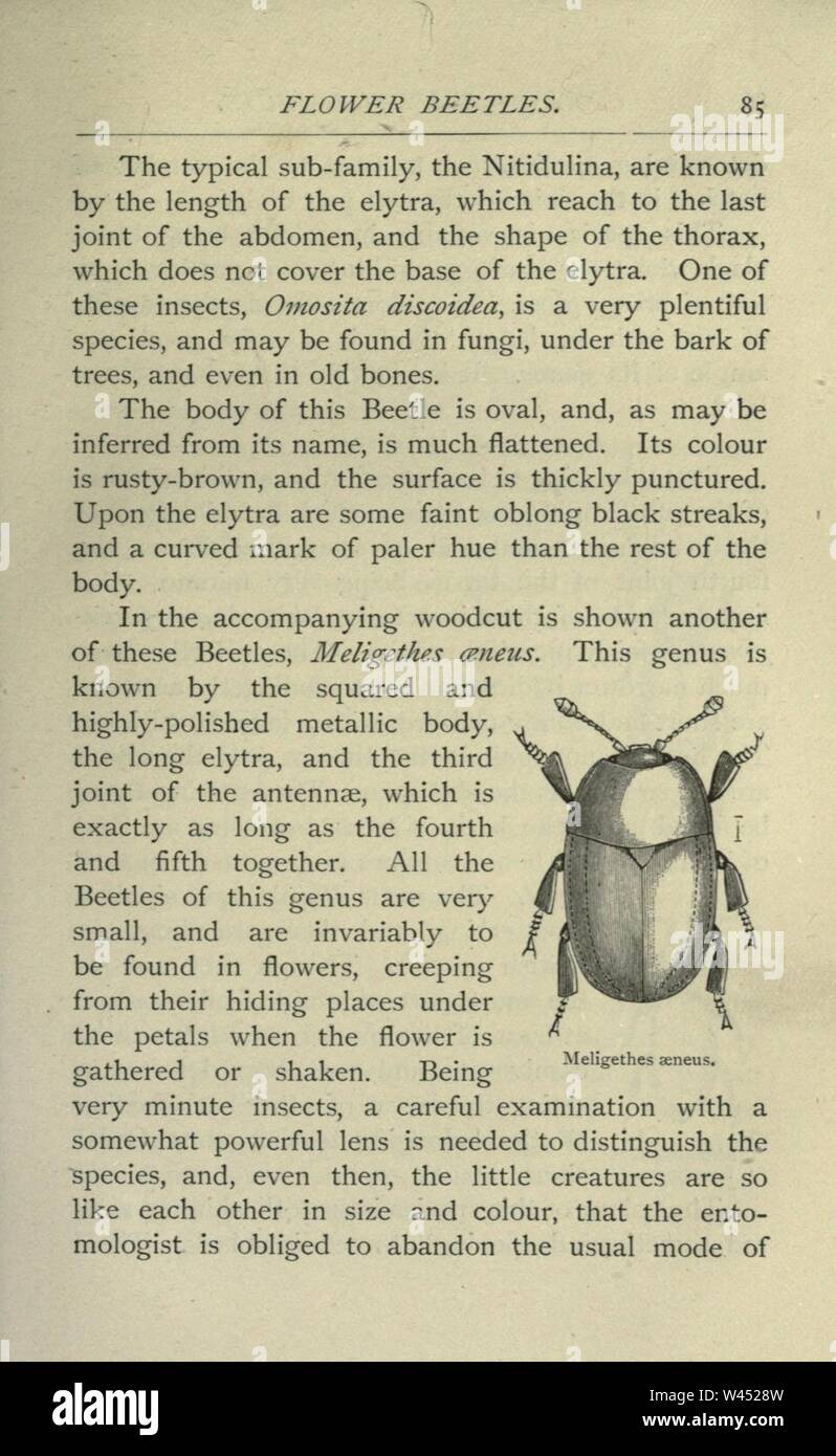 Common British insects selected from the typical beetles, moths, and ...