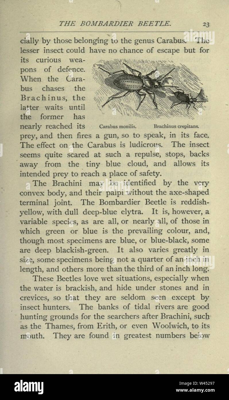 Common British insects selected from the typical beetles, moths, and ...