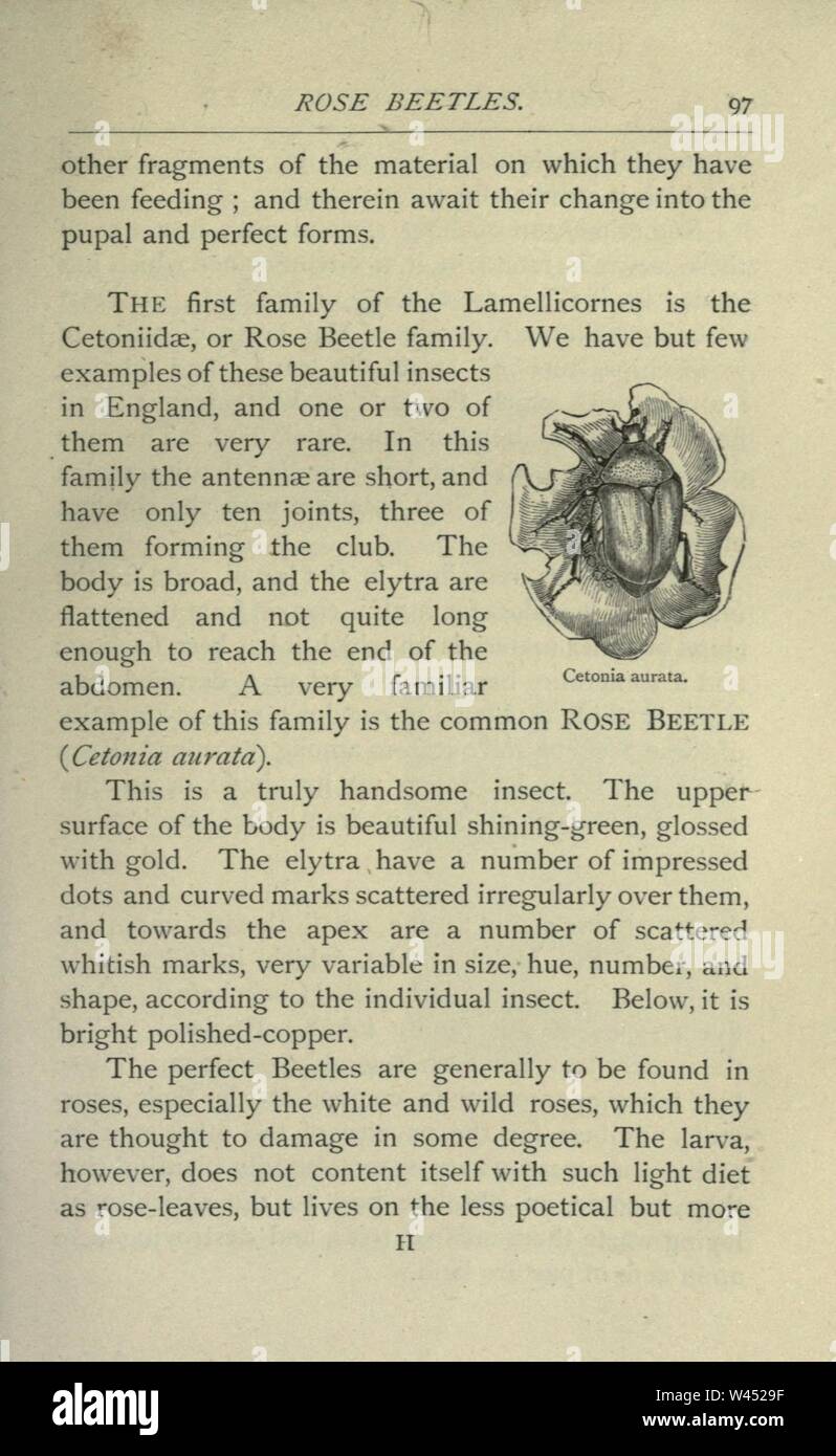 Common British insects selected from the typical beetles, moths, and ...