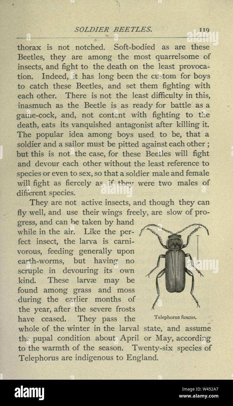 Common British insects selected from the typical beetles, moths, and ...