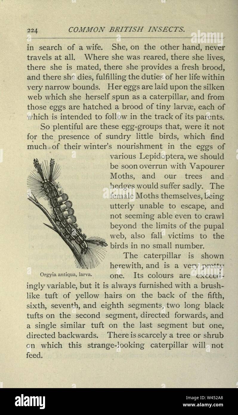 Common British insects selected from the typical beetles, moths, and ...