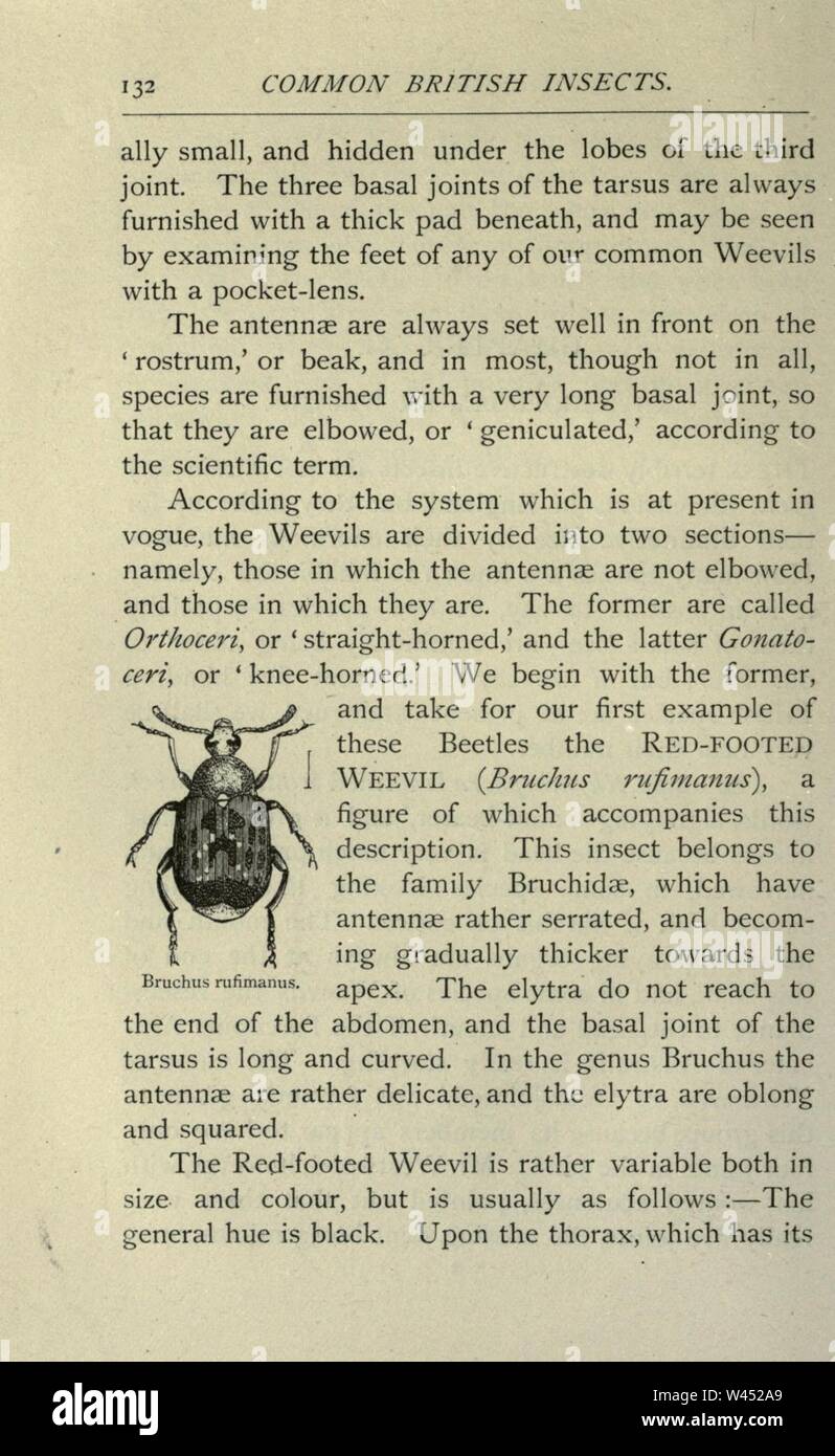 Common British insects selected from the typical beetles, moths, and ...