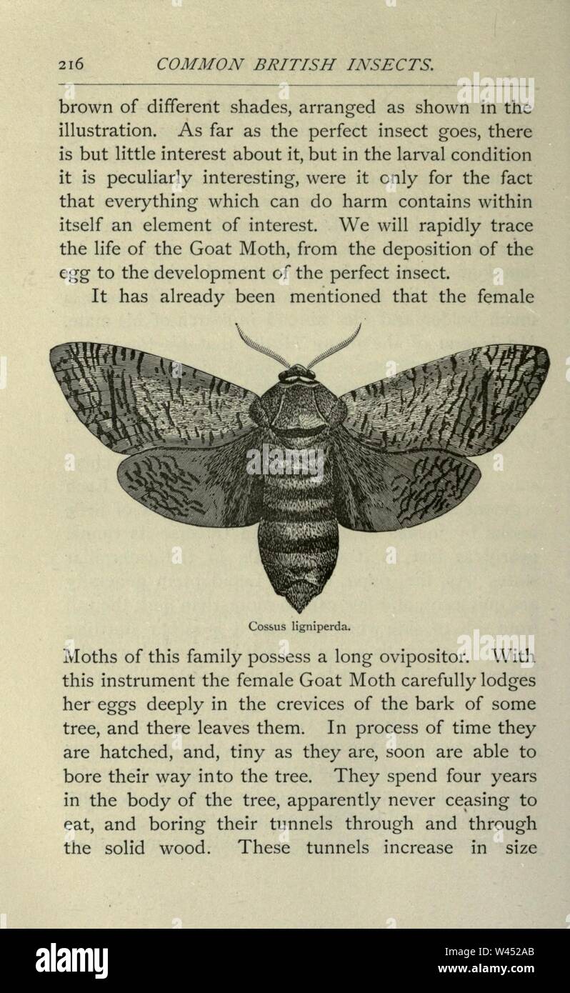 Common British insects selected from the typical beetles, moths, and ...