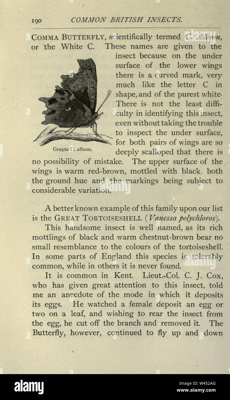 Common British insects selected from the typical beetles, moths, and ...