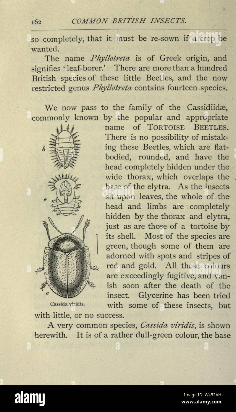Common British insects selected from the typical beetles, moths, and ...