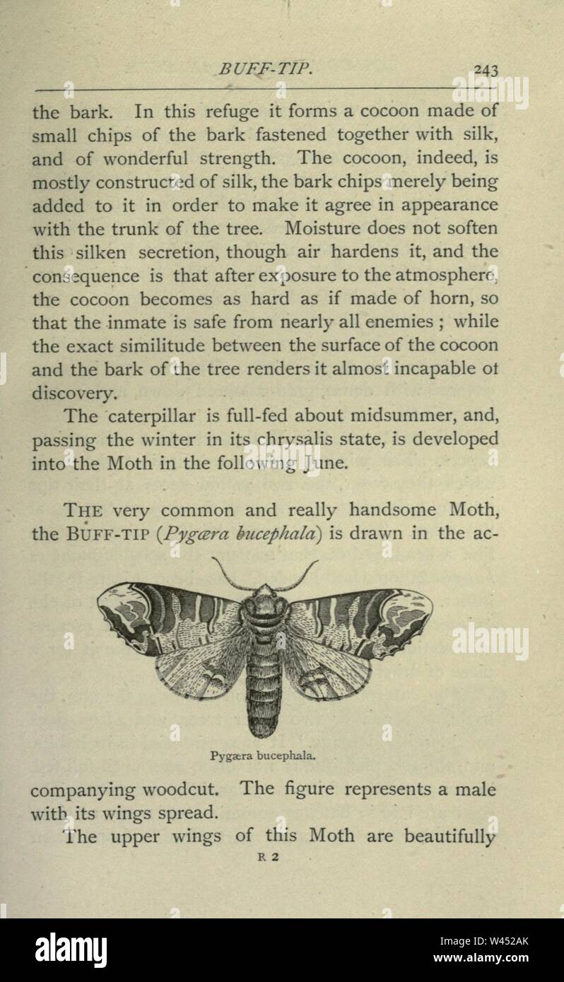 Common British insects selected from the typical beetles, moths, and ...