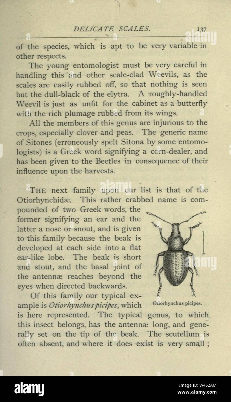 Common British insects selected from the typical beetles, moths, and ...