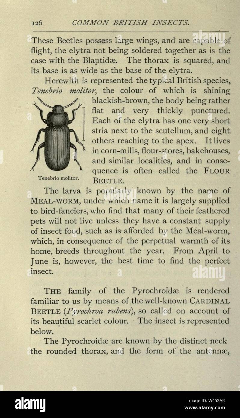 Common British insects selected from the typical beetles, moths, and ...