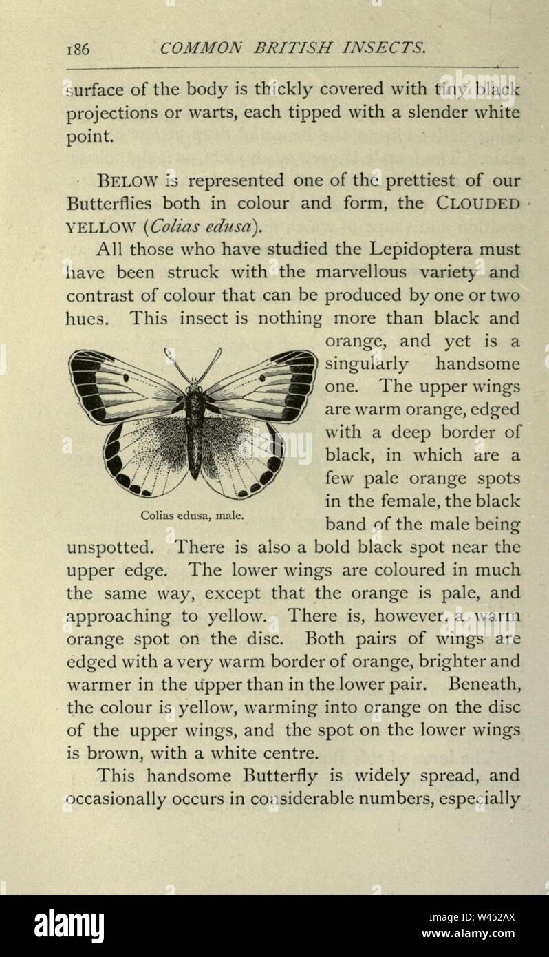 Common British insects selected from the typical beetles, moths, and ...