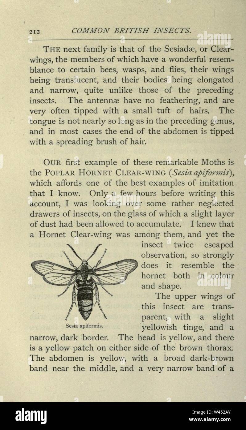 Common British insects selected from the typical beetles, moths, and ...