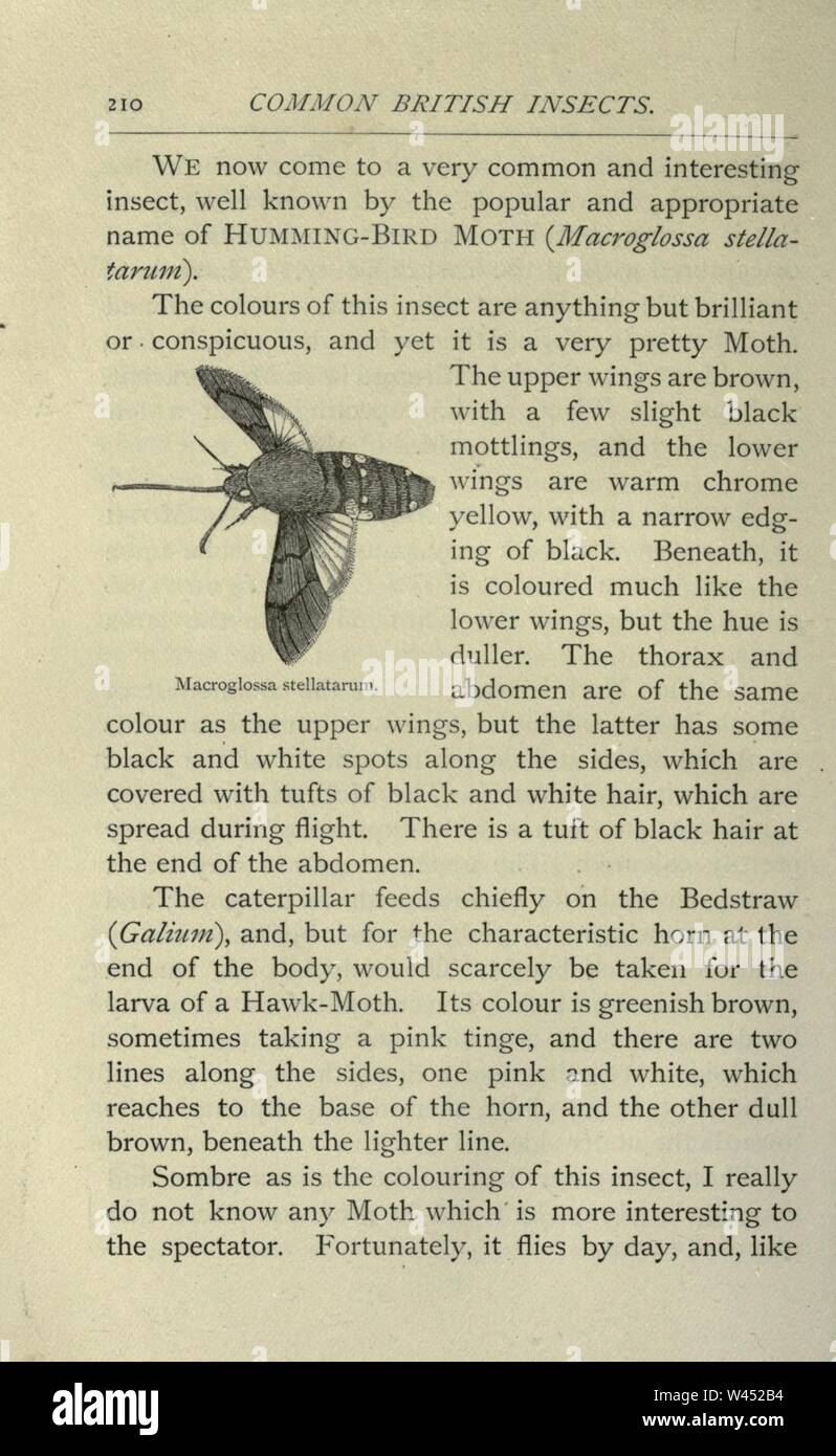 Common British insects selected from the typical beetles, moths, and ...