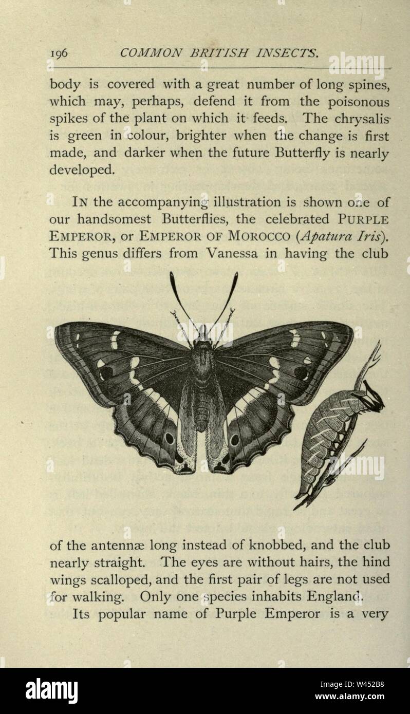 Common British insects selected from the typical beetles, moths, and ...