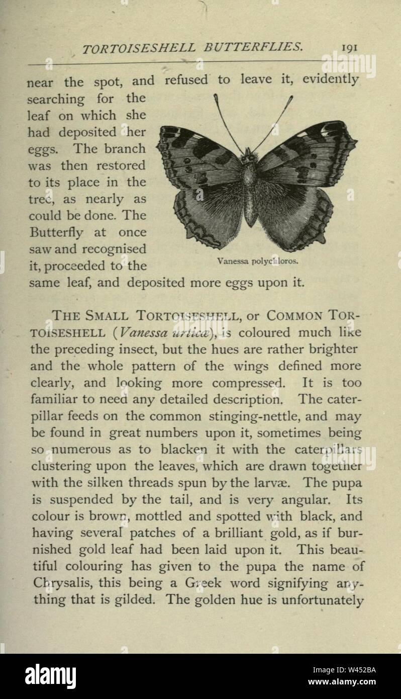 Common British insects selected from the typical beetles, moths, and ...