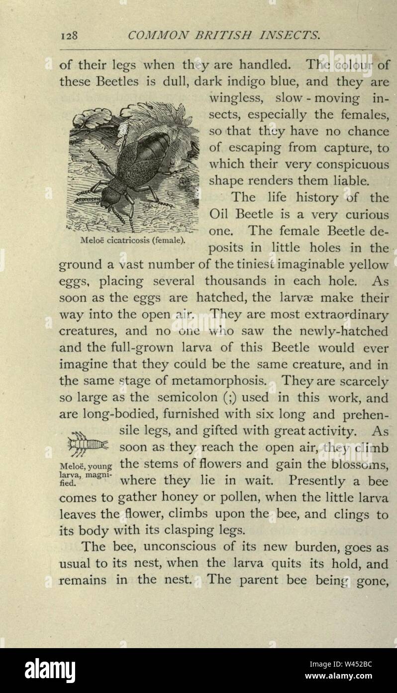 Common British insects selected from the typical beetles, moths, and ...