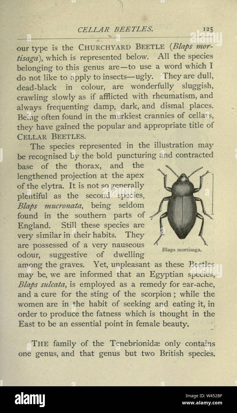 Common British insects selected from the typical beetles, moths, and ...