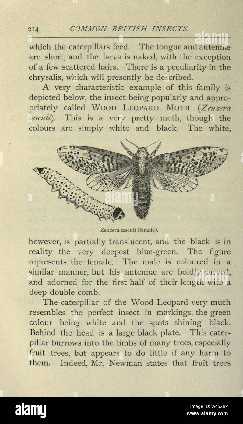 Common British insects selected from the typical beetles, moths, and ...