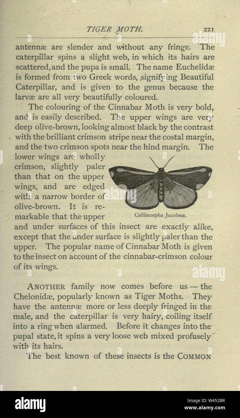 Common British insects selected from the typical beetles, moths, and ...