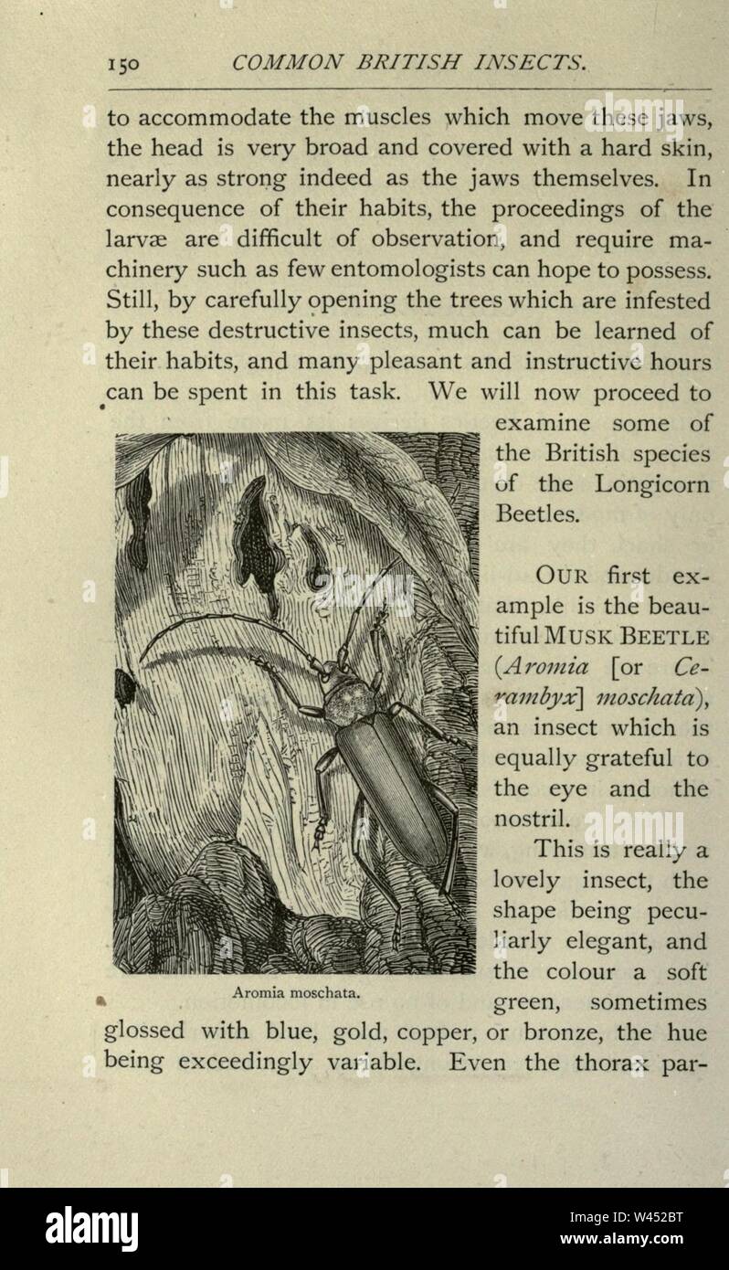 Common British insects selected from the typical beetles, moths, and ...