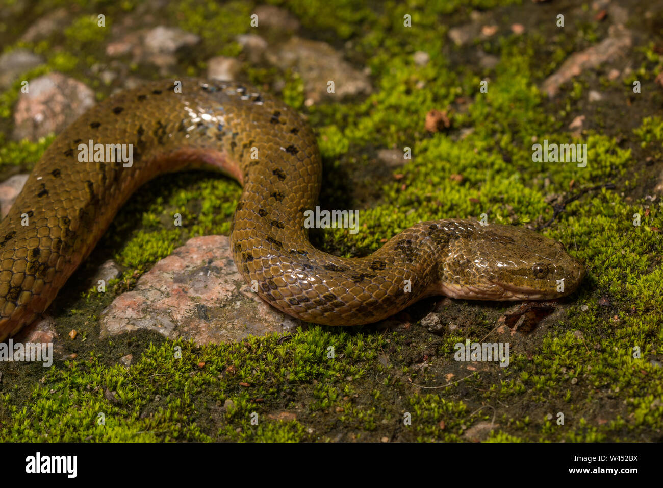 Chinese Watersnake (Enhydris chinensis) from Hong Kong, Hong Kong Stock ...