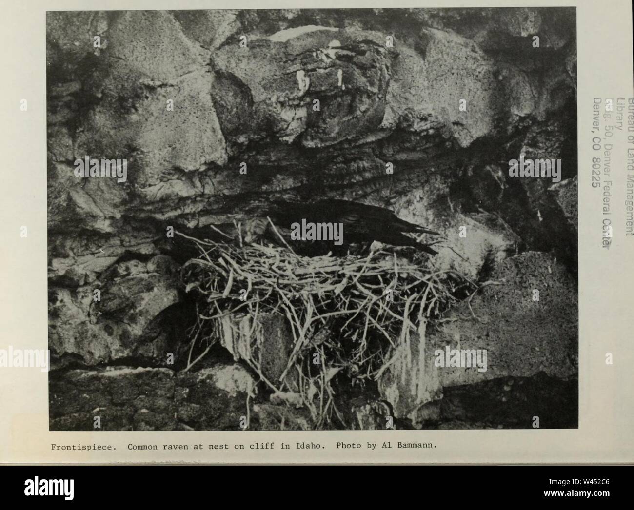 Raven nest cliff hi-res stock photography and images - Alamy