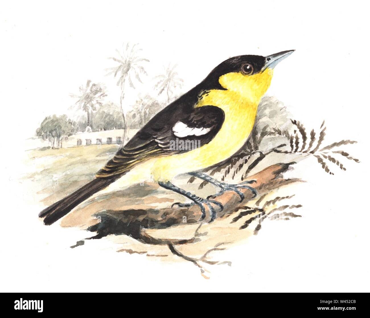 Gwillim hi-res stock photography and images - Alamy