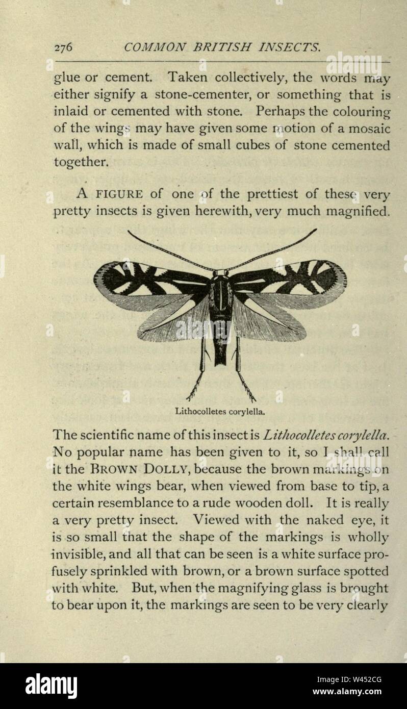 Common British insects selected from the typical beetles, moths, and ...