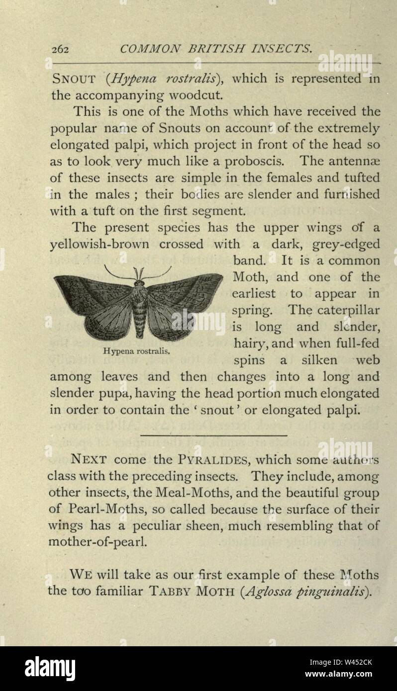 Common British insects selected from the typical beetles, moths, and ...